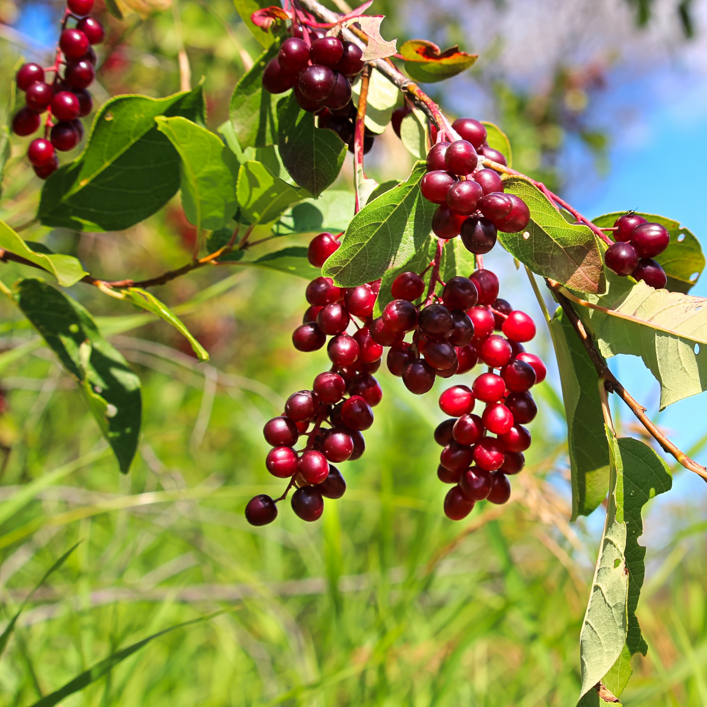 Chokecherry Bushes – Barely Rooted