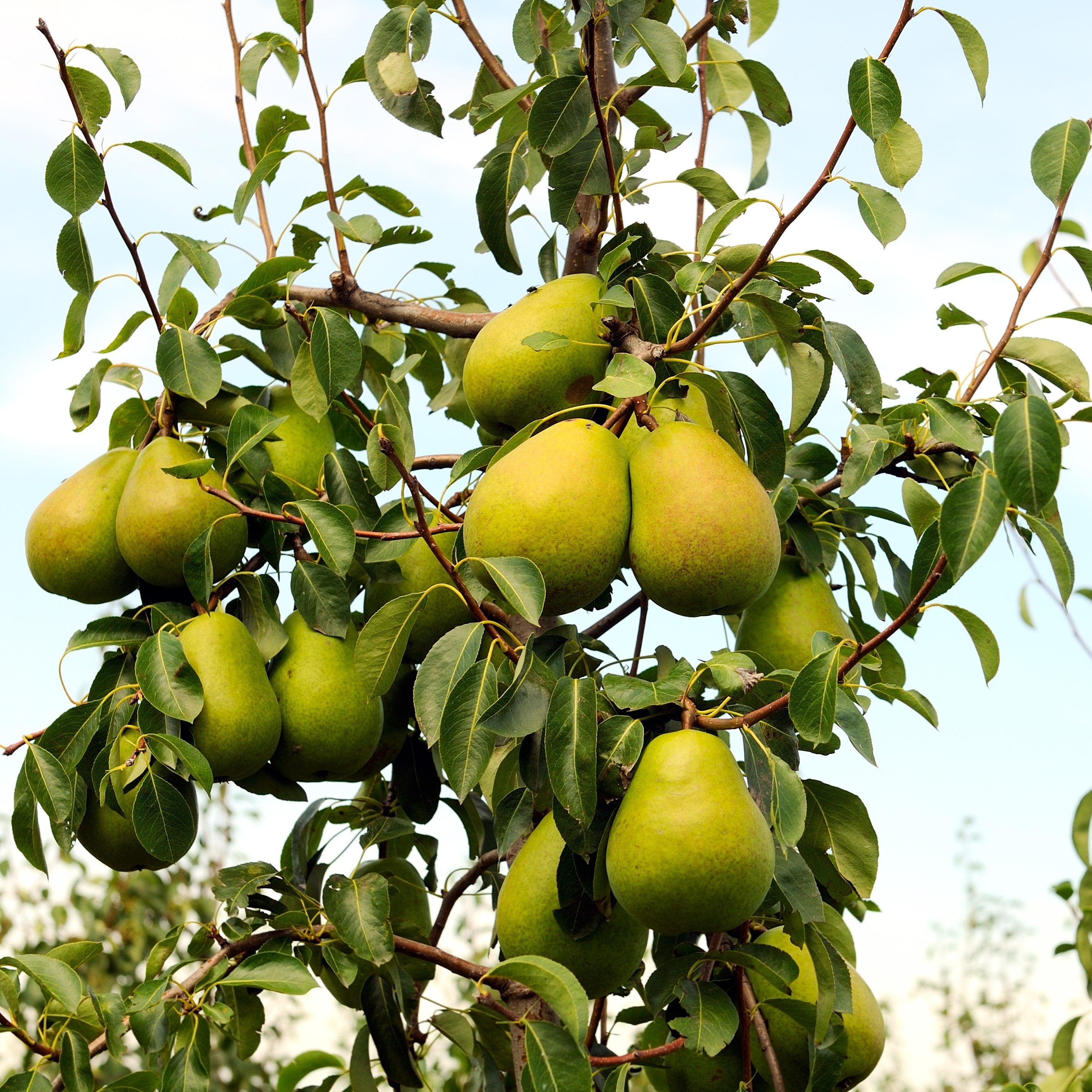 Pear Trees – Barely Rooted