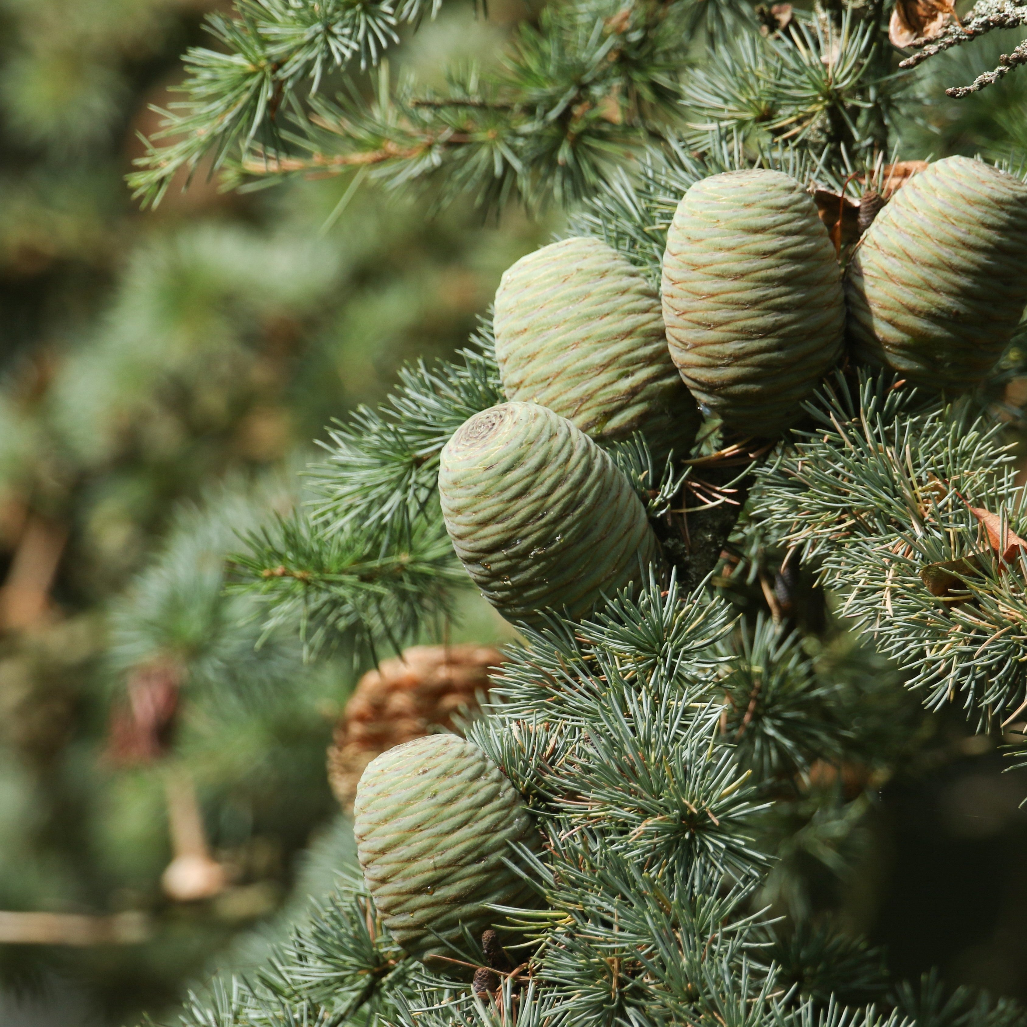 Cedar Trees – Barely Rooted