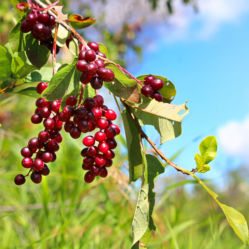 Common Chokecherry – Barely Rooted