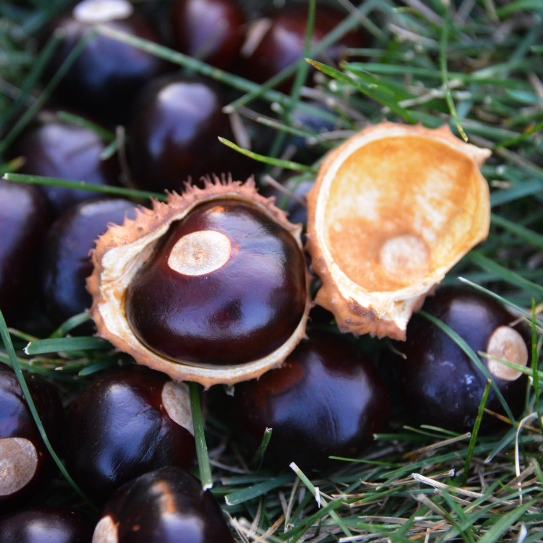 Chestnut Trees – Barely Rooted