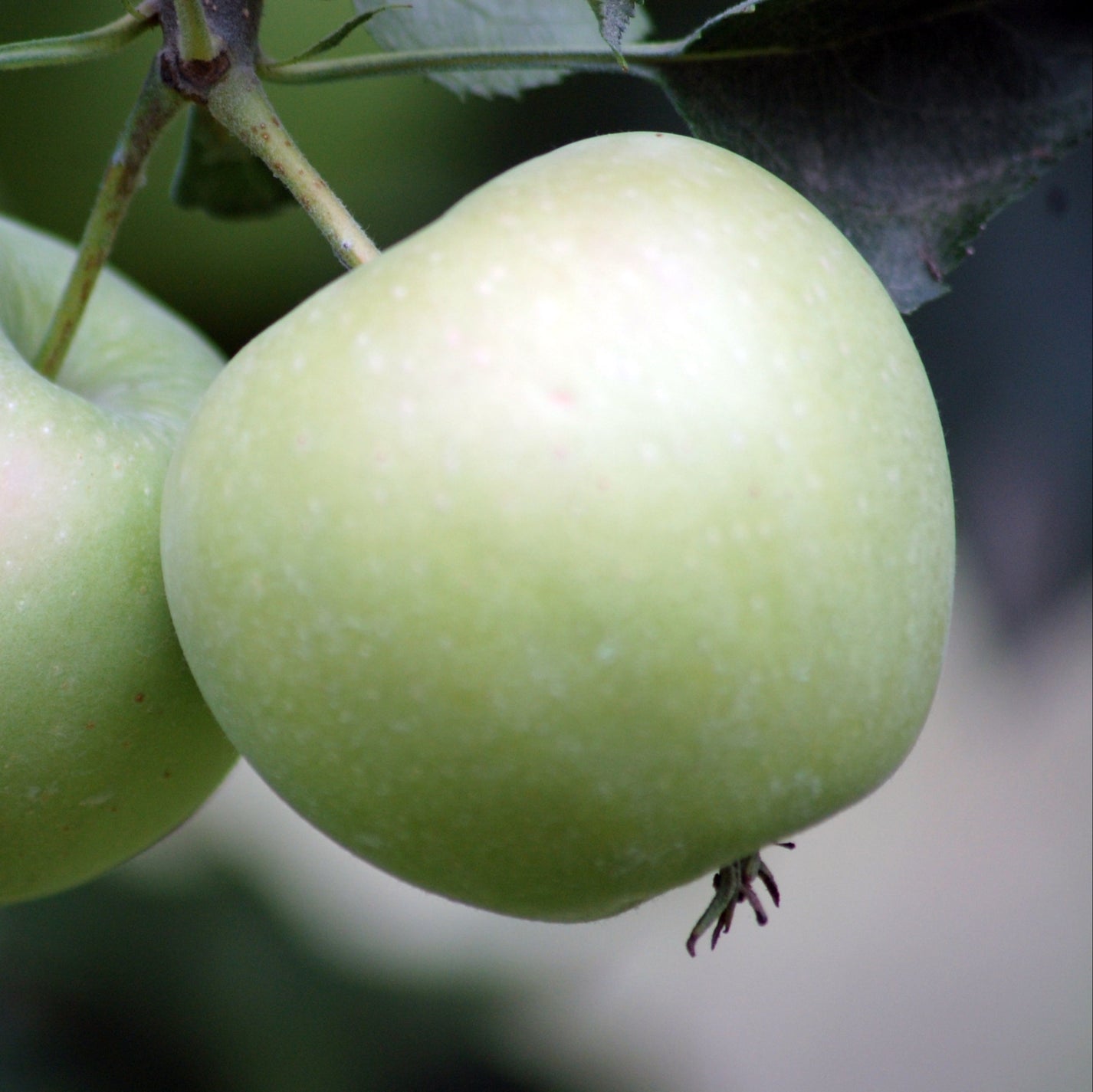 Mutsu Apple Tree – Barely Rooted