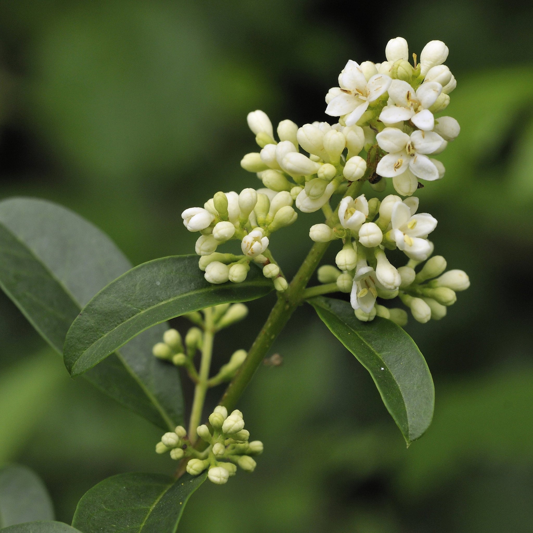 Northern Privet Hedge – Barely Rooted