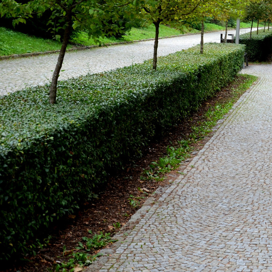 Privet Hedges – Barely Rooted