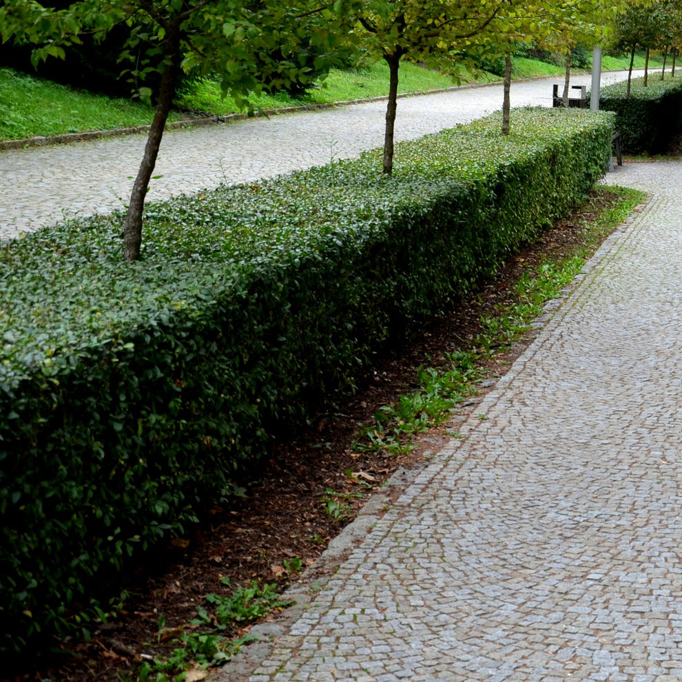 Northern Privet Hedge – Barely Rooted