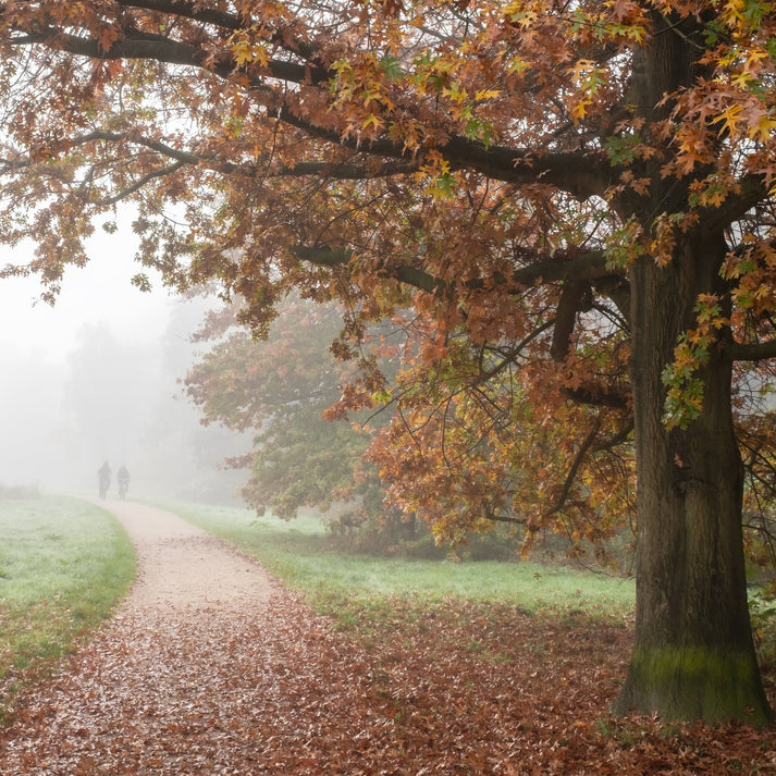 Northern Red Oak Tree – Barely Rooted