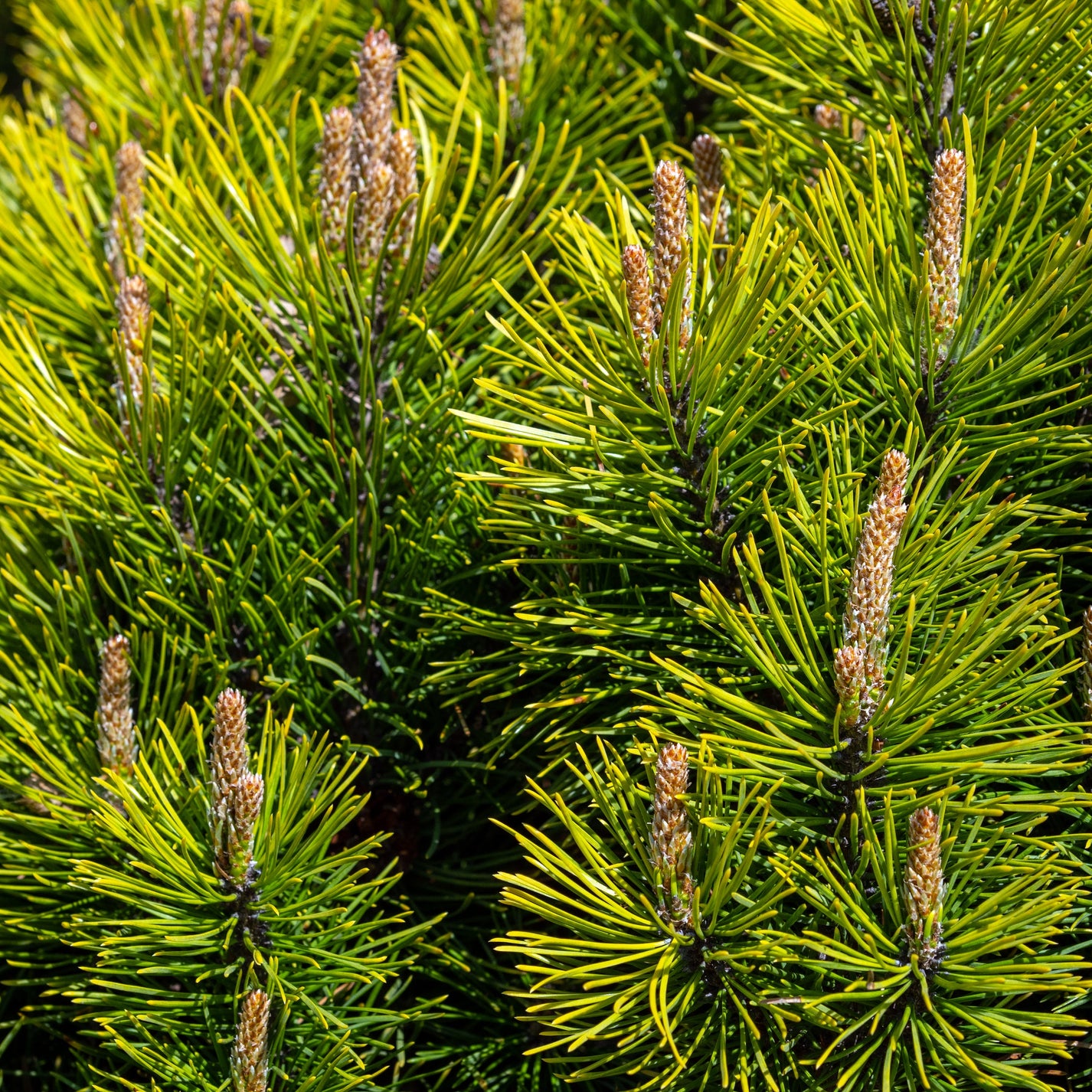 Japanese Black Pine Tree – Barely Rooted