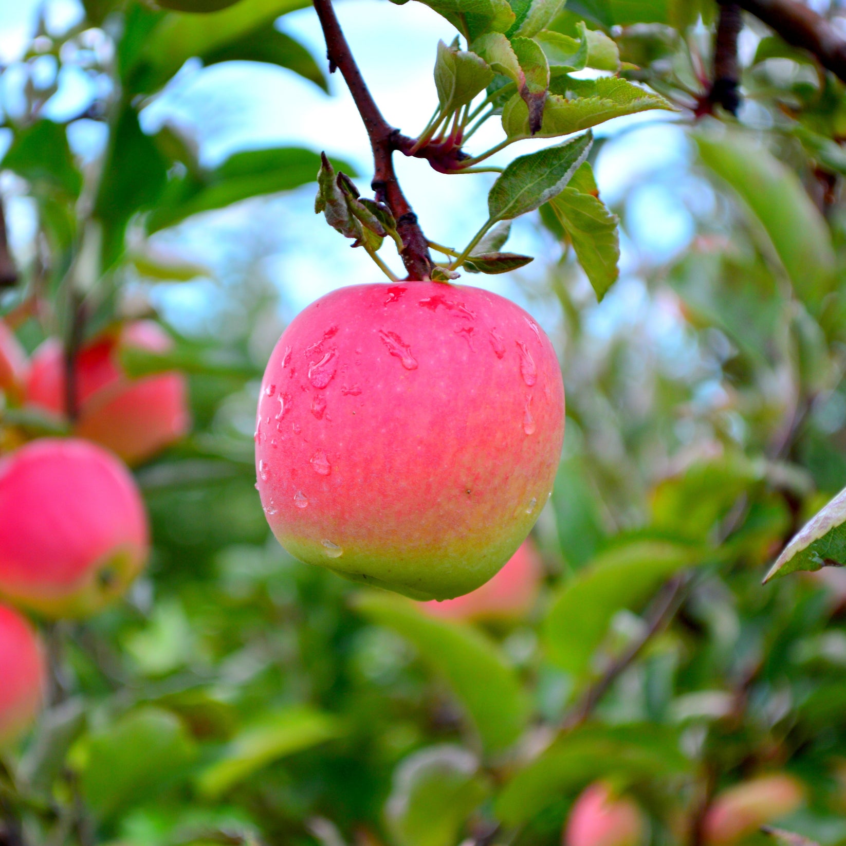 Pink Lady® Apple Tree – Barely Rooted