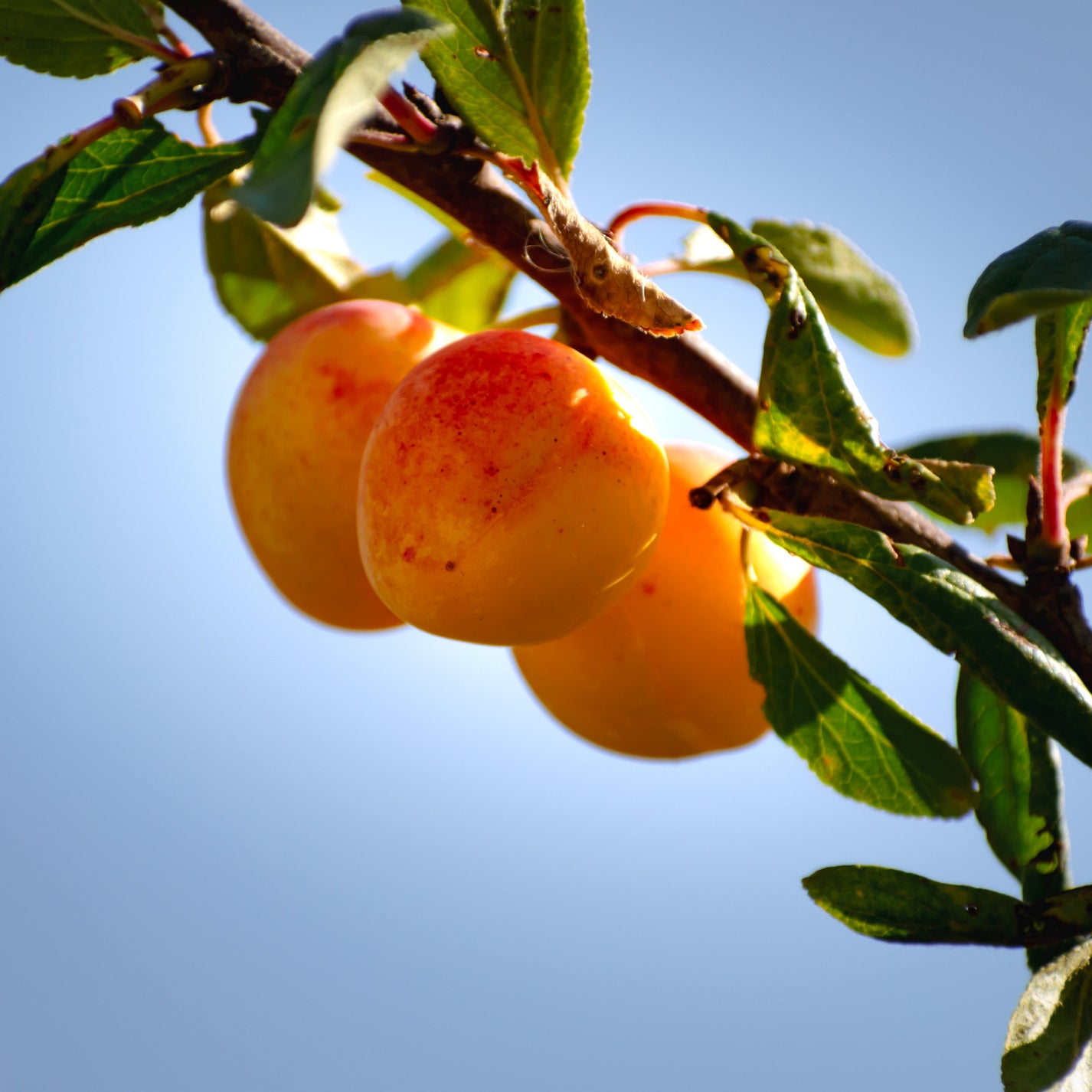 Sour Plum - Golden Plum Tree – Barely Rooted