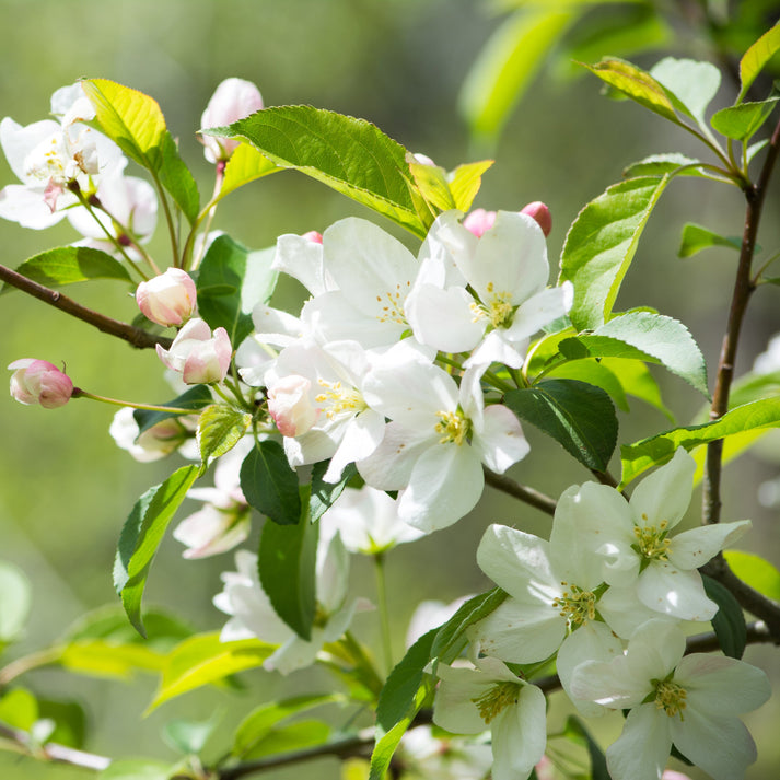 Snowdrift Crabapple – Barely Rooted